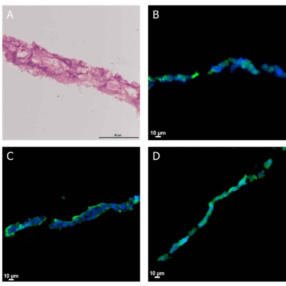 Be-Transflow as epithelium-on-chip model for permeability studies